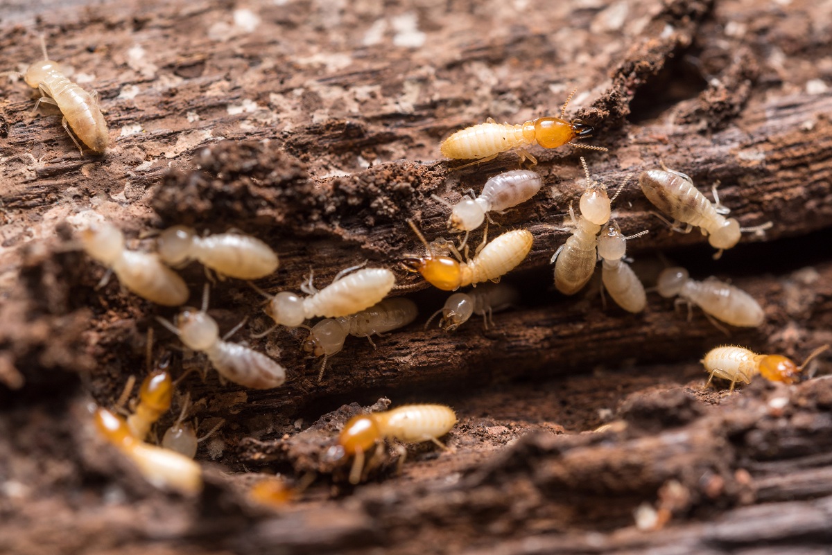 3 Common Signs of a Termite Infestation | Home Expressions